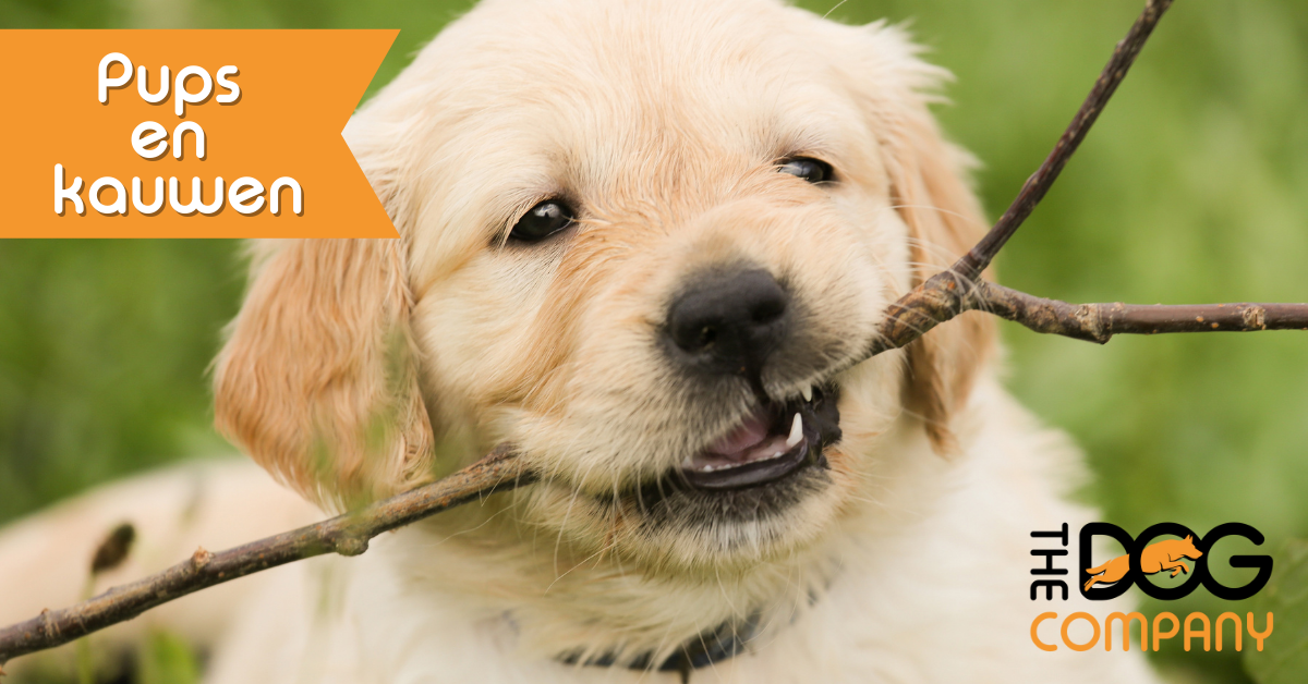 Pups en kauwen: Hij moet maar beter weten! - The Dog Company