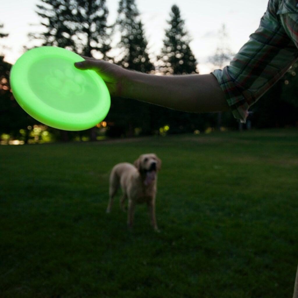 Zisc - The Dog Company