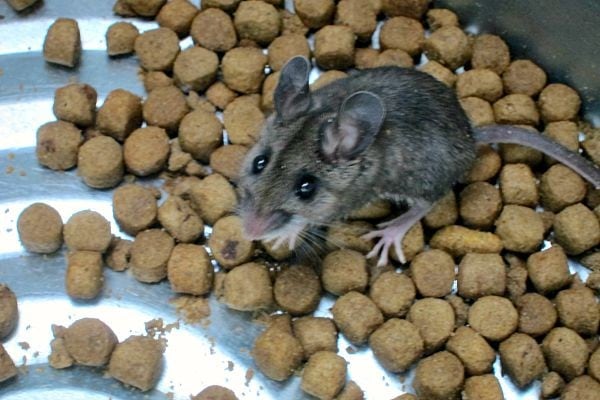 Hoe bewaar ik het beste hondenbrokken? - The Dog Company