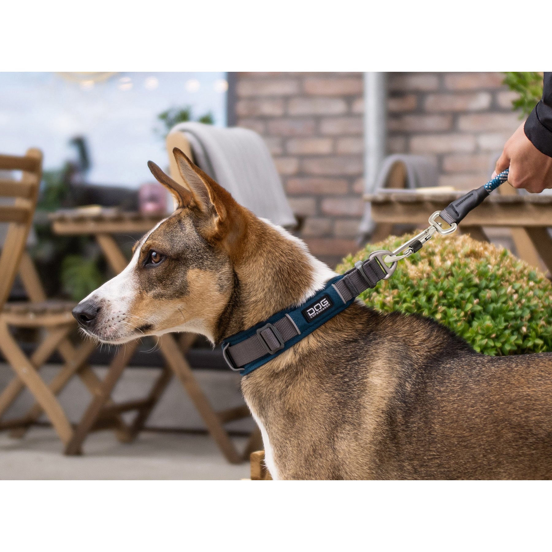 Halsband/Tuig om te wandelen met je hond - The Dog Company