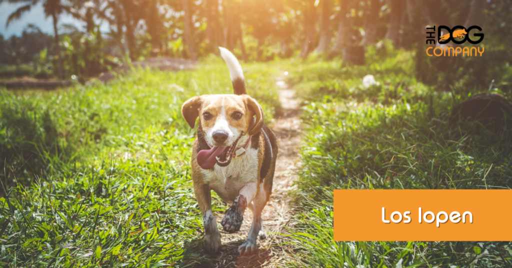 Los lopen! - The Dog Company
