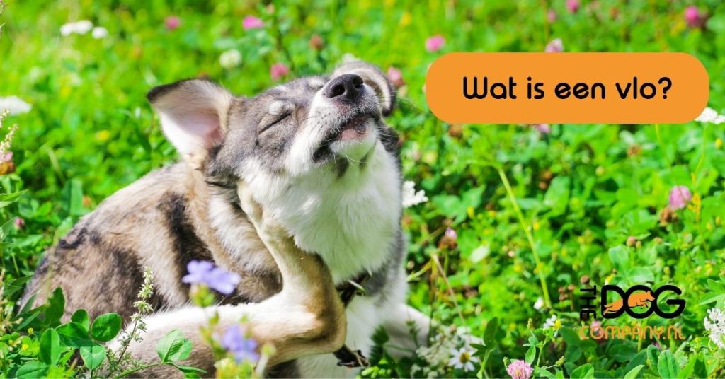 Wat is een vlo? - The Dog Company